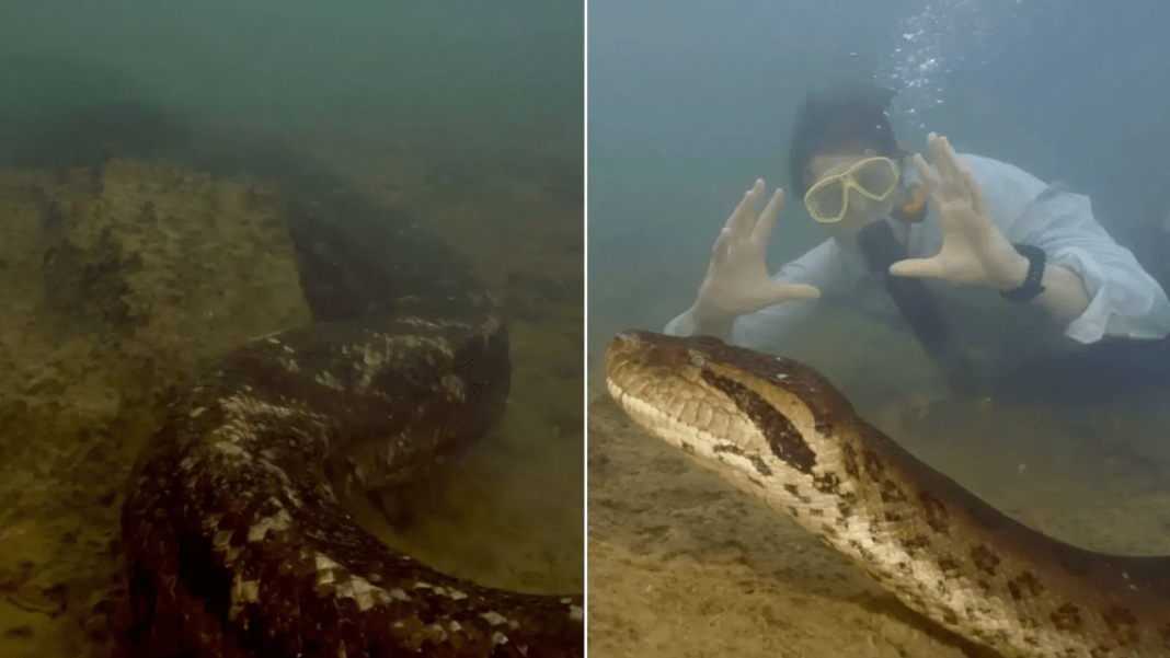 Descubren serpiente gigante en el Amazonas, pero encuentran su trágico ...